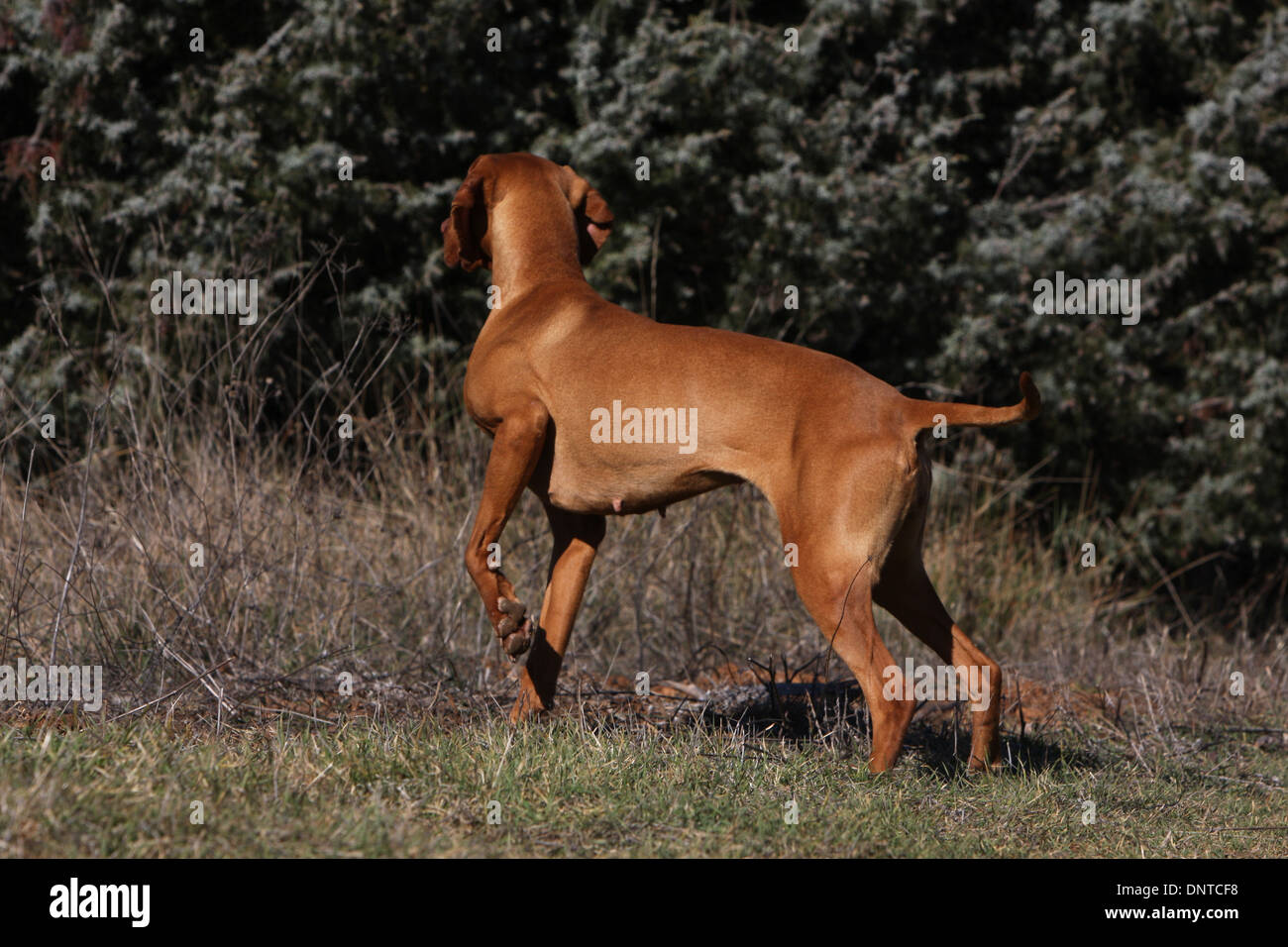 dog Magyar Vizsla / Hungarian Pointer shorthaired adult pointing in a ...