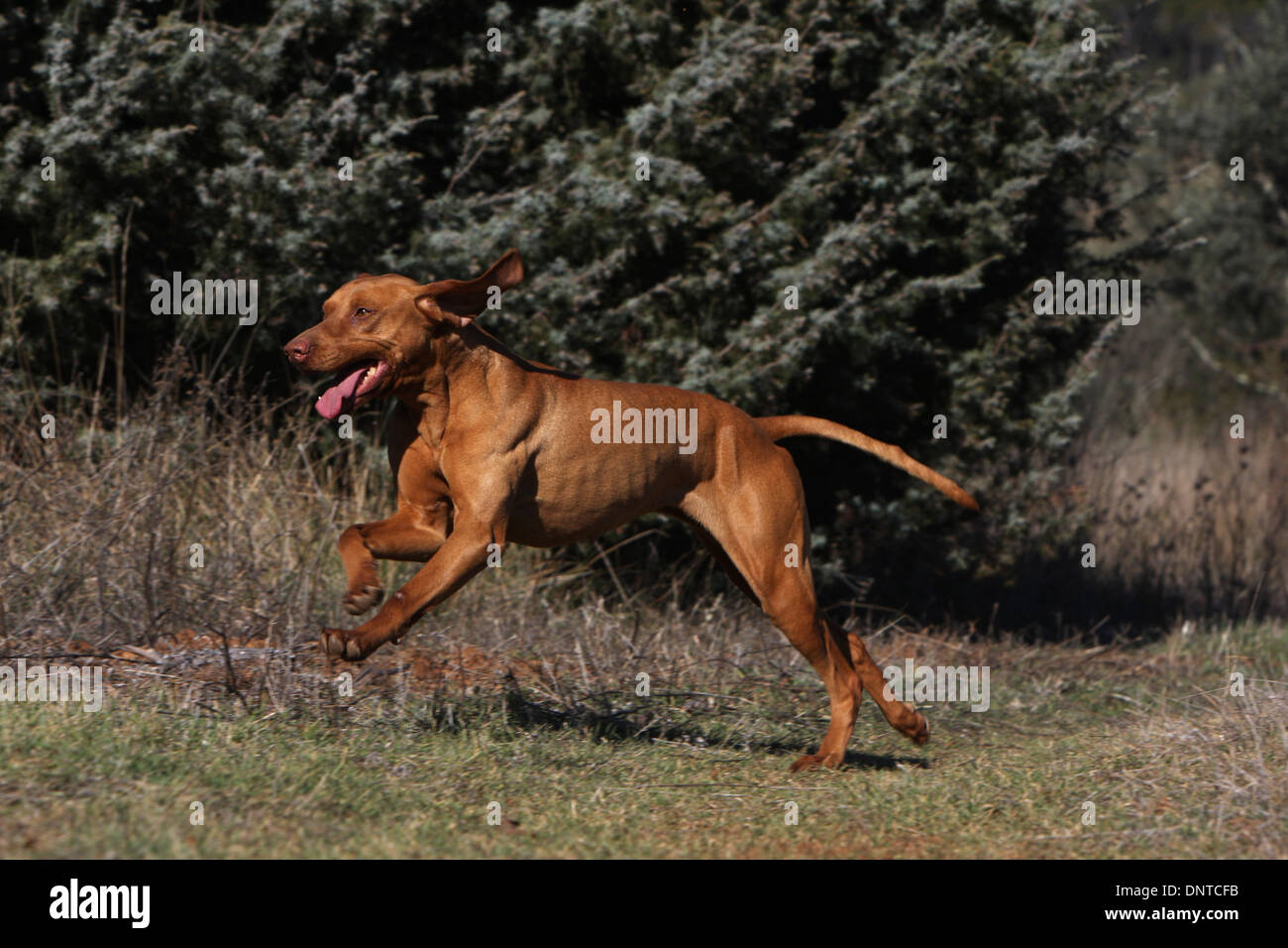 dog Magyar Vizsla / Hungarian Pointer shorthaired / adult running in a ...