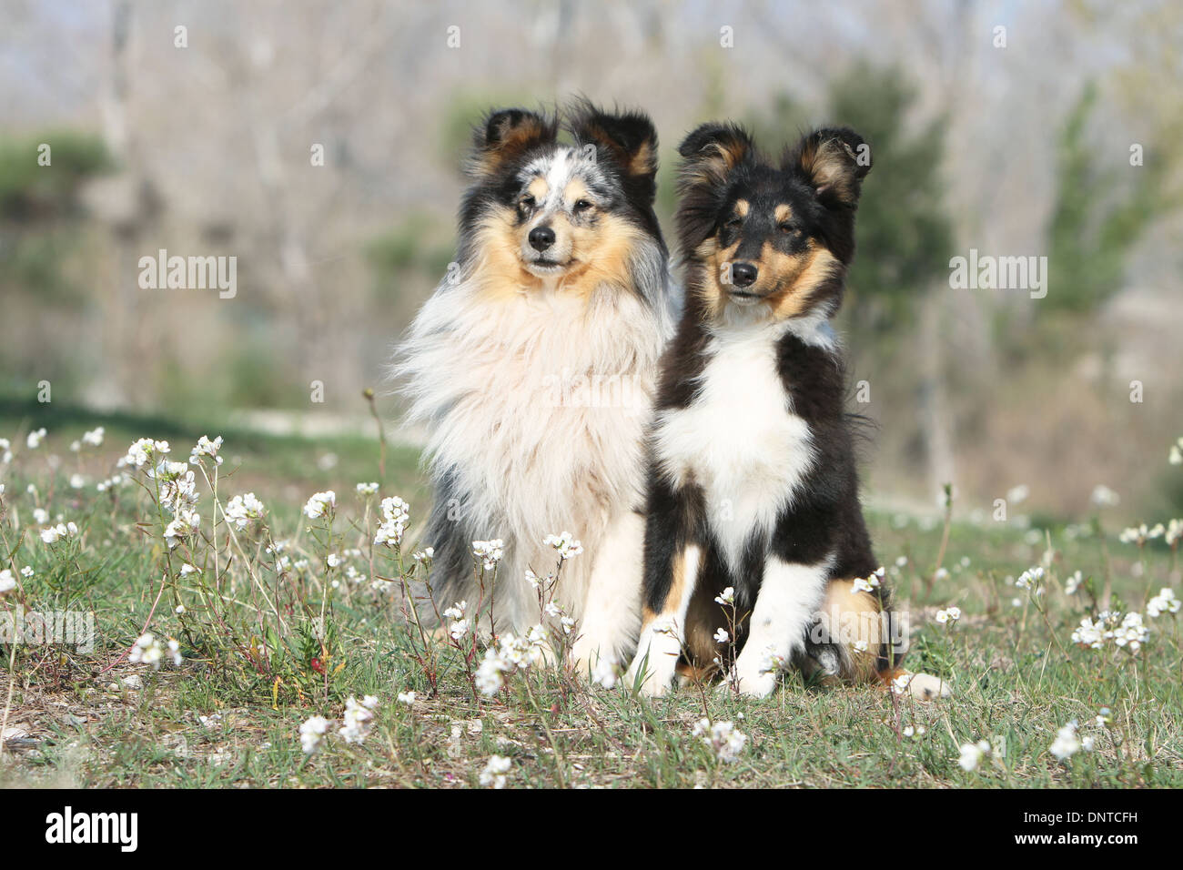 Shetland sheep colors hi-res stock photography and images - Alamy