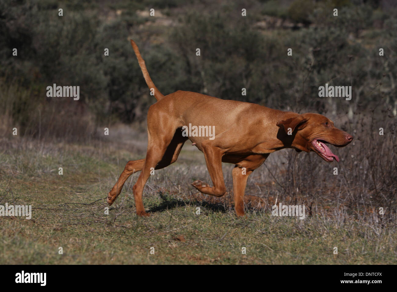 dog Magyar Vizsla / Hungarian Pointer shorthaired / adult running in a ...