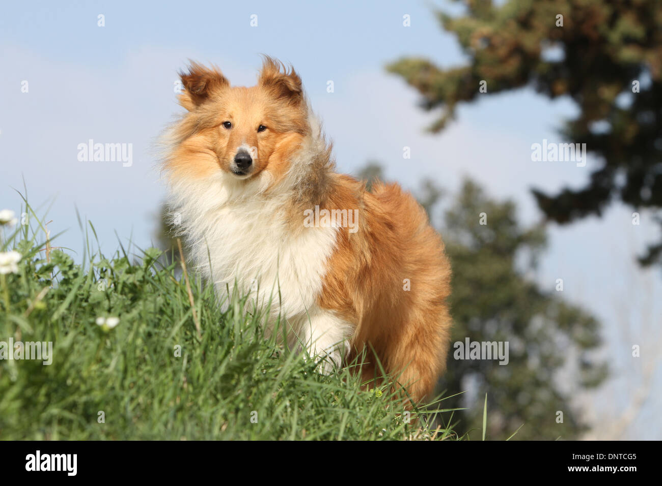 Dog Shetland Sheepdog / Sheltie / adult standing in a meadow Stock ...