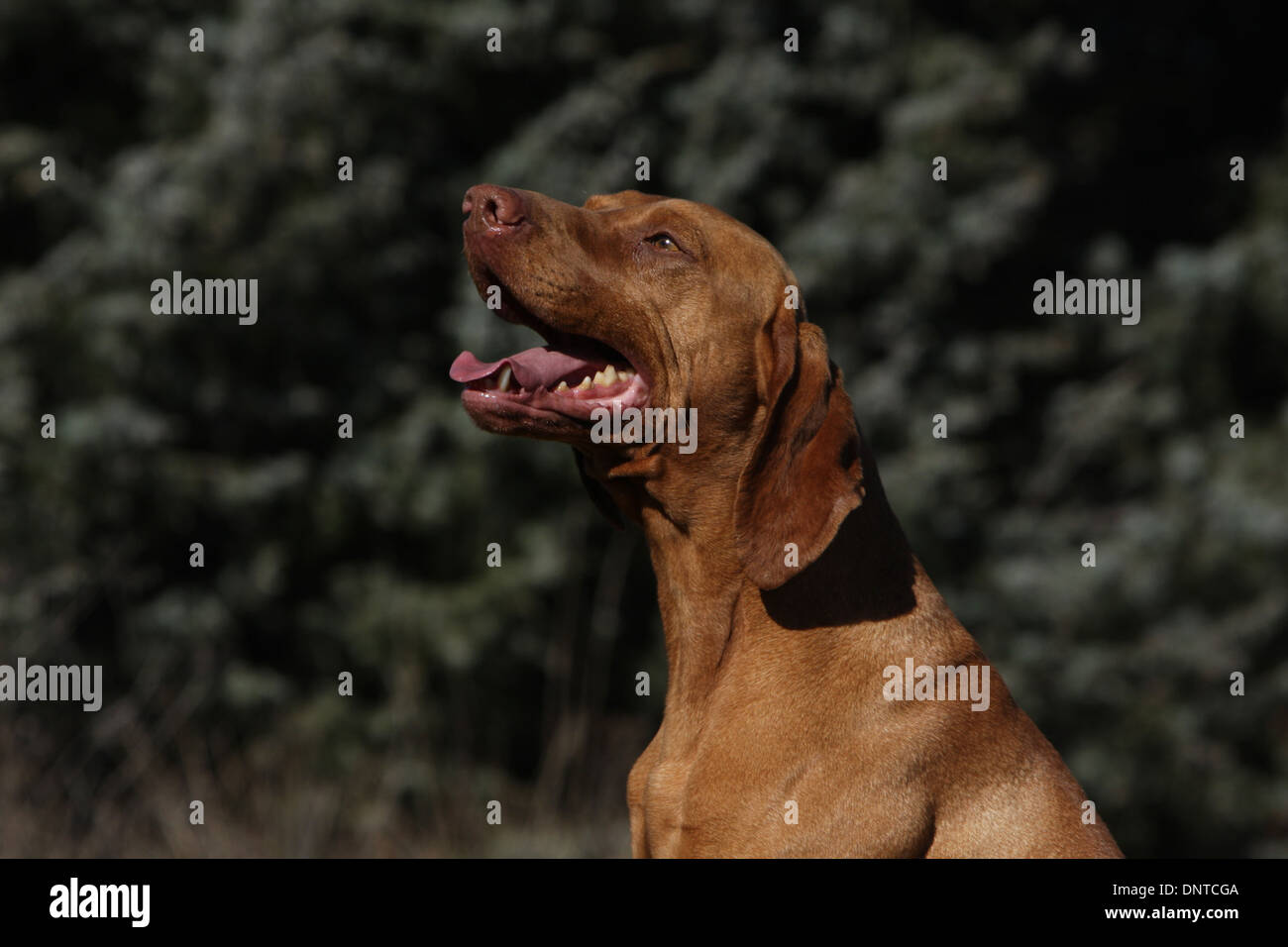 dog Magyar Vizsla / Hungarian Pointer shorthaired adult portrait Stock ...