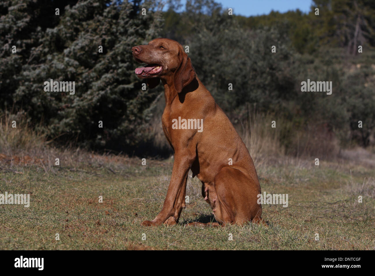 dog Magyar Vizsla / Hungarian Pointer shorthaired / adult sitting in a ...