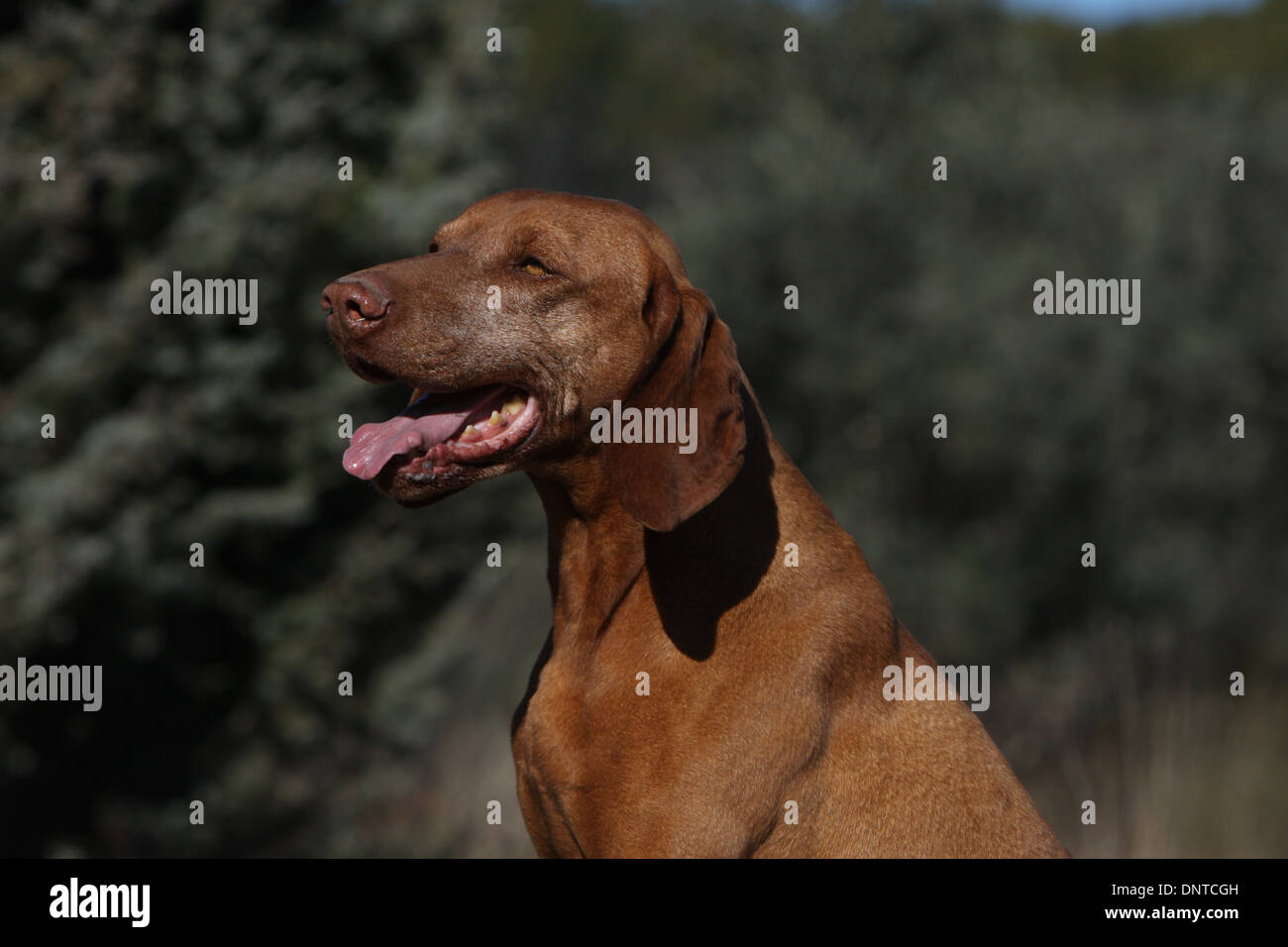dog Magyar Vizsla / Hungarian Pointer shorthaired adult portrait Stock ...
