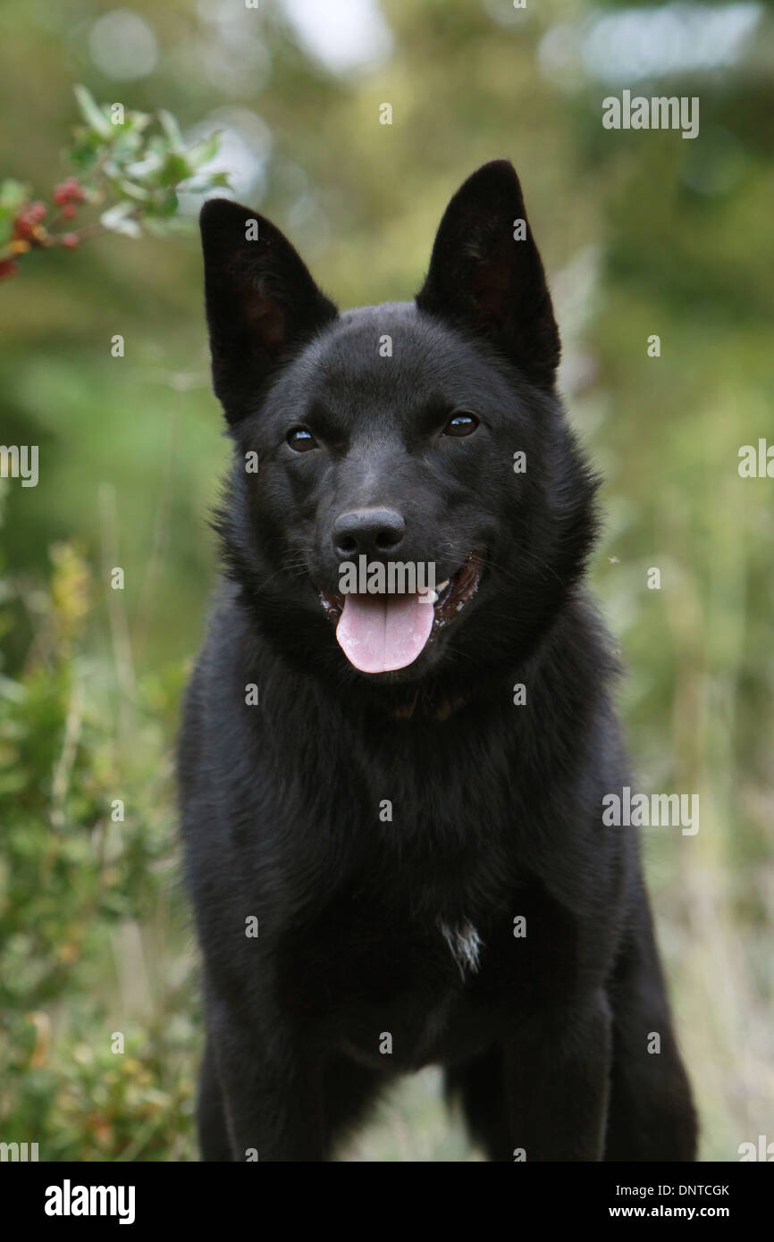Portrait australian kelpie hi-res stock photography and images - Alamy