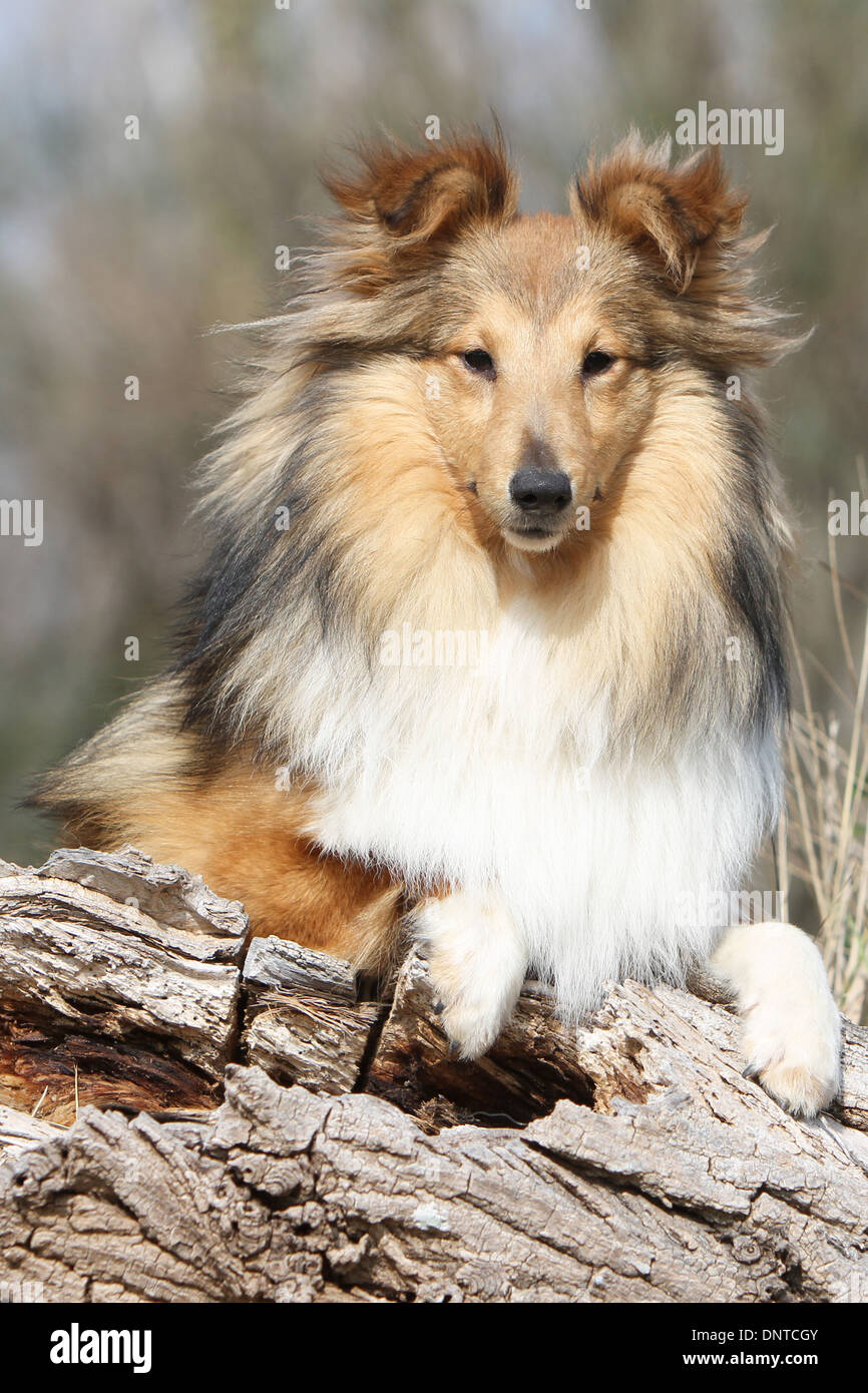 Dog Shetland Sheepdog / Sheltie / adult lying on a tree trunk Stock ...