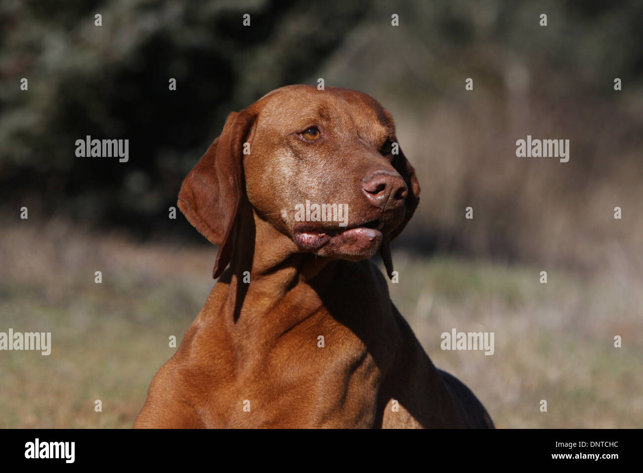 dog Magyar Vizsla / Hungarian Pointer shorthaired adult portrait Stock ...