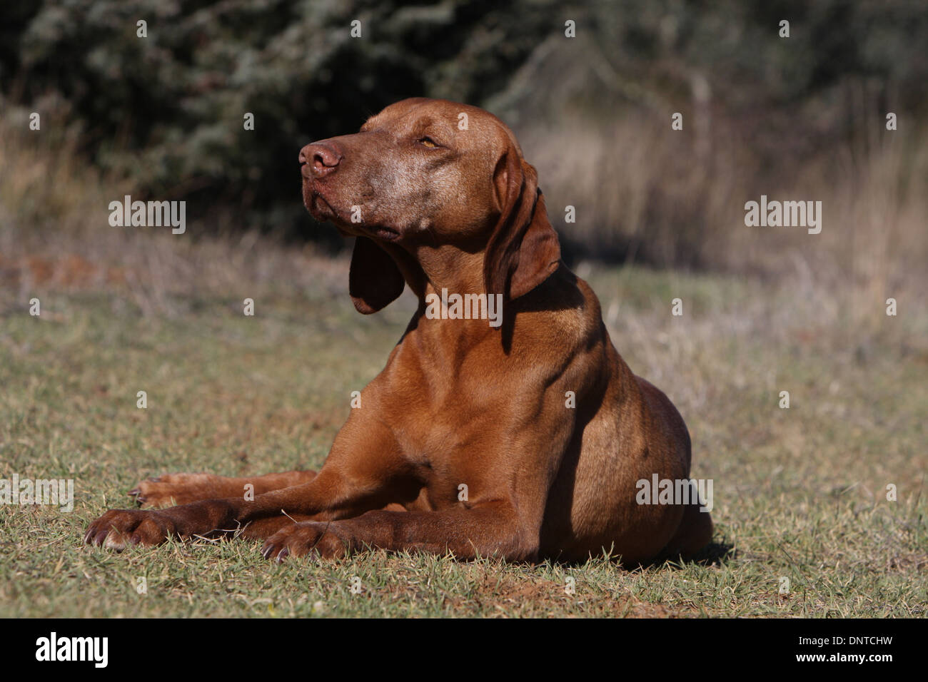 dog Magyar Vizsla / Hungarian Pointer shorthaired adult lying in a ...