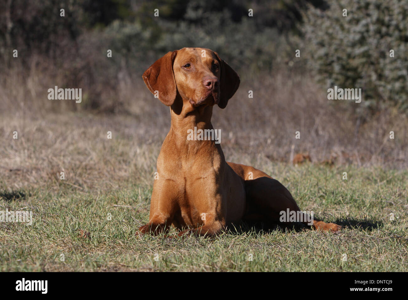 dog Magyar Vizsla / Hungarian Pointer shorthaired adult lying in a ...