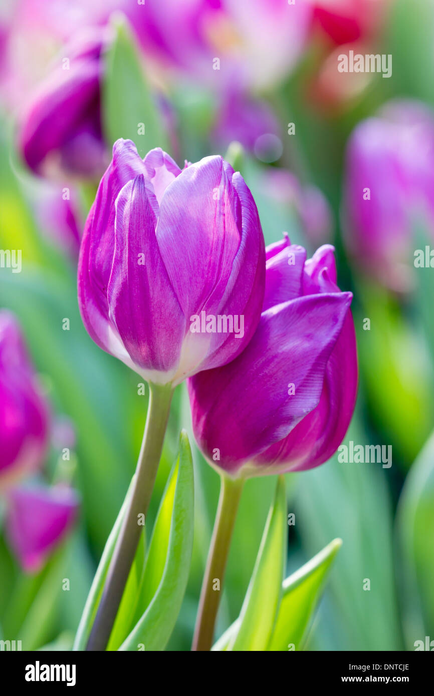 Purple tulip flowers hi-res stock photography and images - Alamy