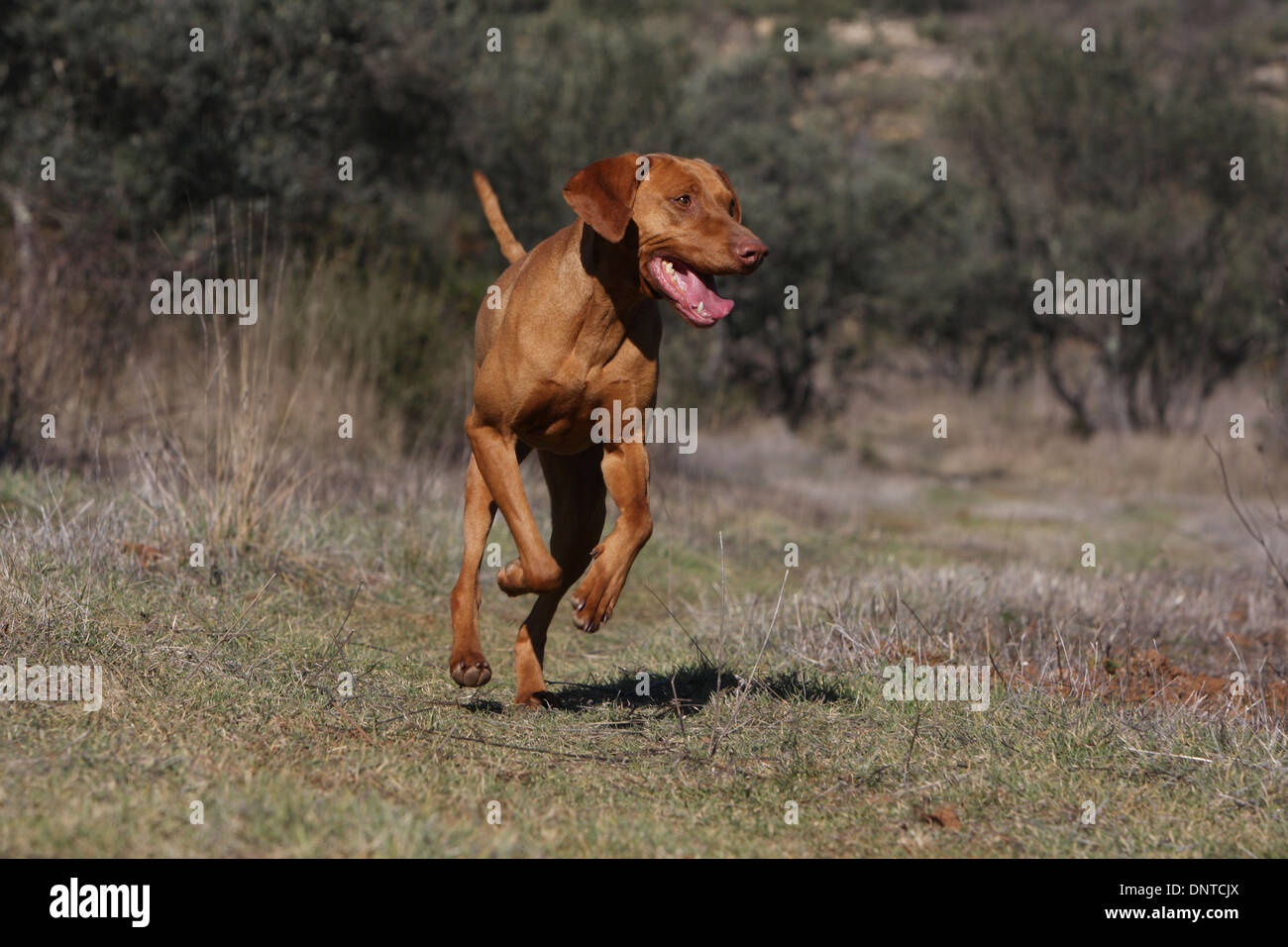 dog Magyar Vizsla / Hungarian Pointer shorthaired / adult running in a ...