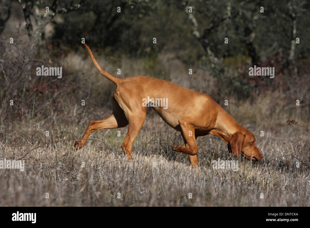 dog Magyar Vizsla / Hungarian Pointer shorthaired / adult smelling in a ...