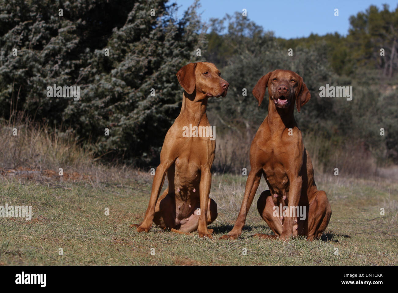 dog Magyar Vizsla / Hungarian Pointer shorthaired two adults sitting in ...