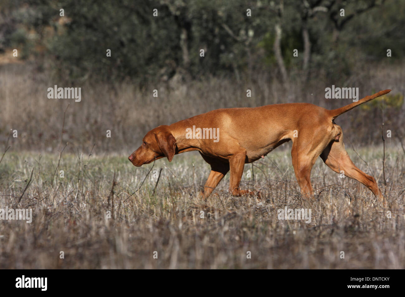 dog Magyar Vizsla / Hungarian Pointer shorthaired / adult pointing in a ...