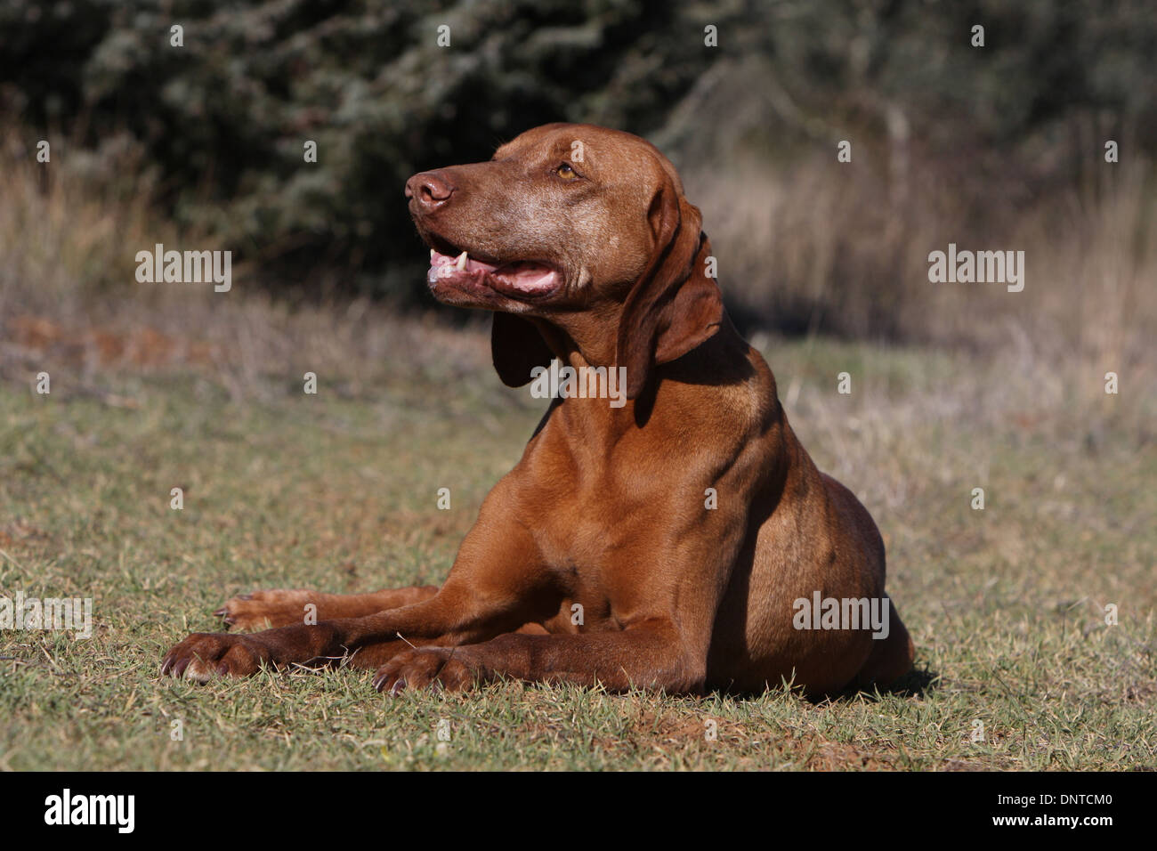 Hungarian Shorthaired Pointers High Resolution Stock Photography and ...