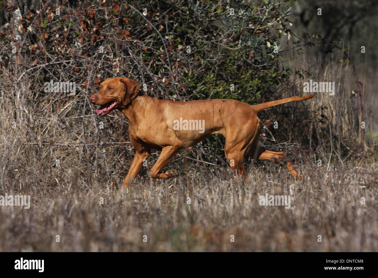 dog Magyar Vizsla / Hungarian Pointer shorthaired / adult running in a ...