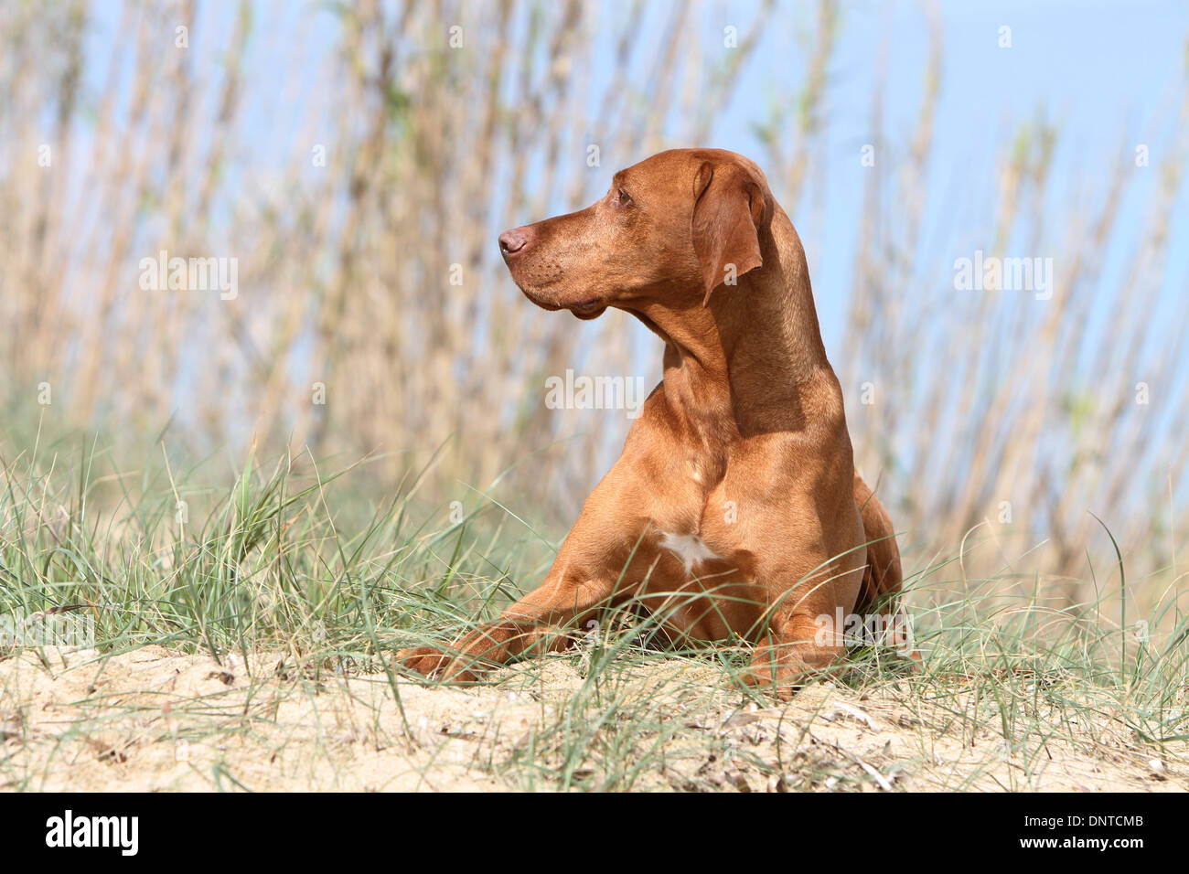 dog Magyar Vizsla / Hungarian Pointer shorthaired adult lying on the ...