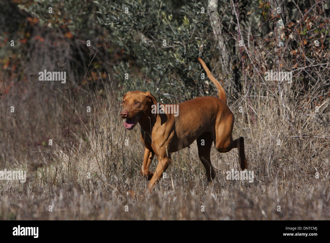 dog Magyar Vizsla / Hungarian Pointer shorthaired / adult running in a ...