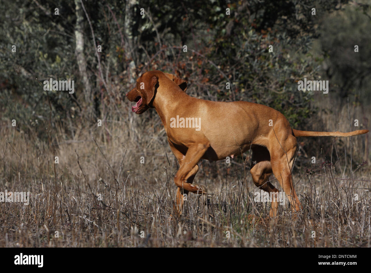 dog Magyar Vizsla / Hungarian Pointer shorthaired adult standing in a ...