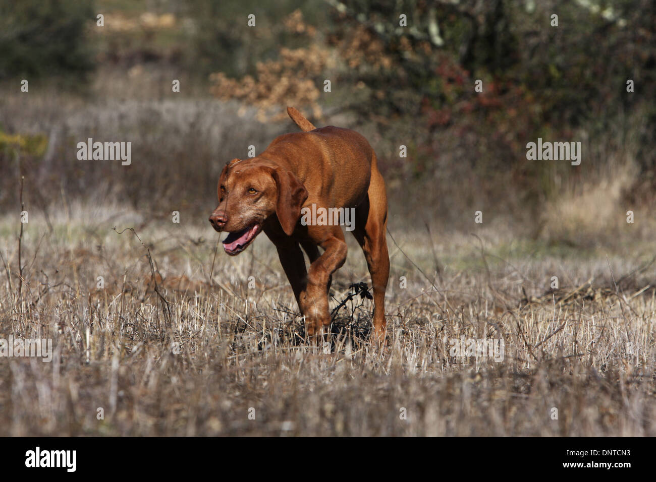 dog Magyar Vizsla / Hungarian Pointer shorthaired / adult running in a ...