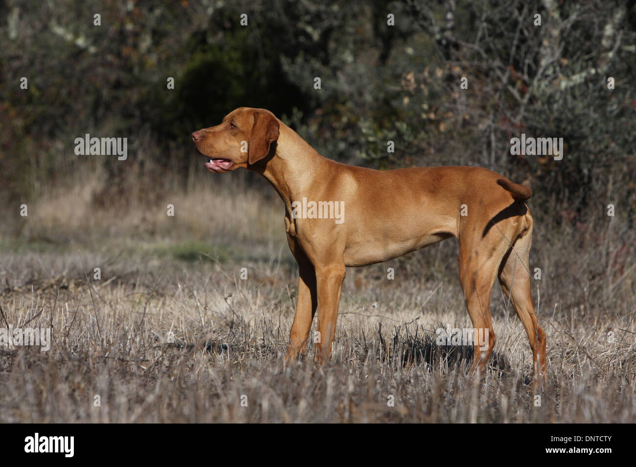 Hungarian shorthaired pointers hi-res stock photography and images - Alamy