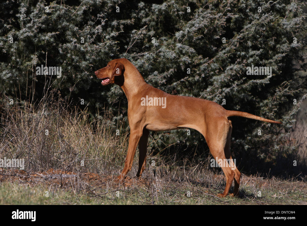 dog Magyar Vizsla / Hungarian Pointer shorthaired adult standing in a ...