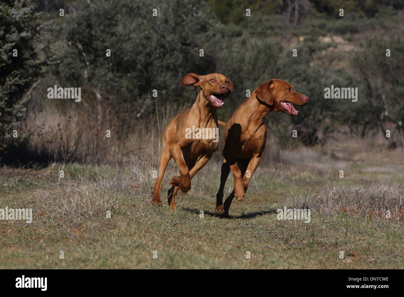 dog Magyar Vizsla / Hungarian Pointer shorthaired / two adults running ...