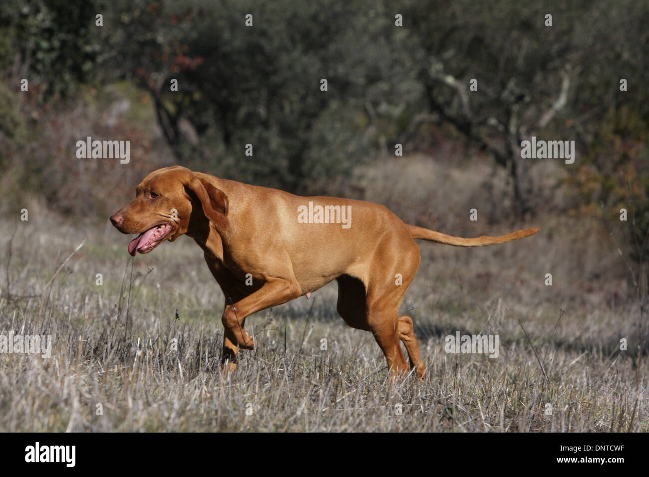 dog Magyar Vizsla / Hungarian Pointer shorthaired adult pointing in a ...