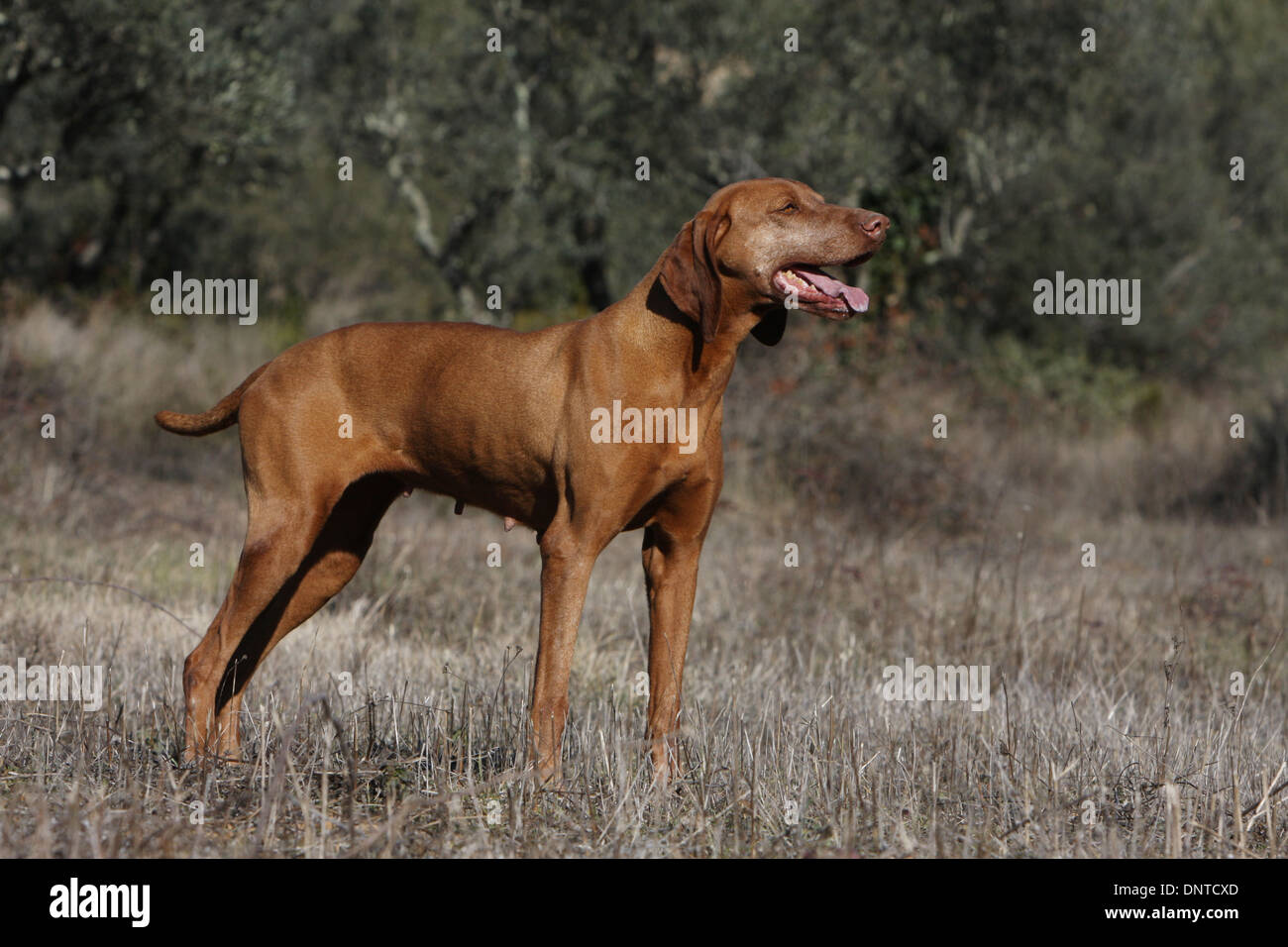 Hungarian Shorthaired Pointers High Resolution Stock Photography and ...