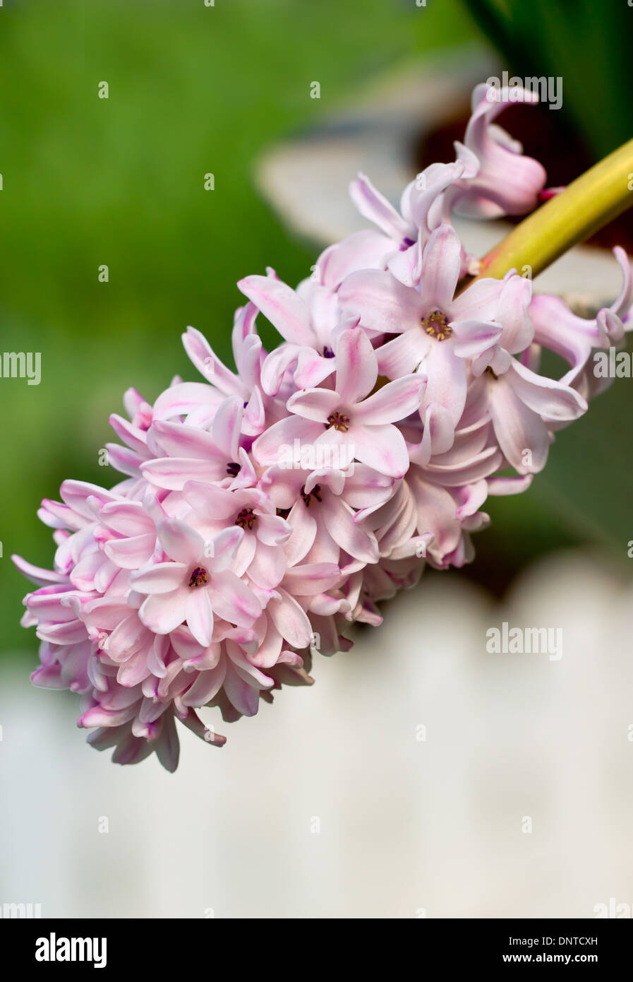 Hyacinth flowers hi-res stock photography and images - Alamy