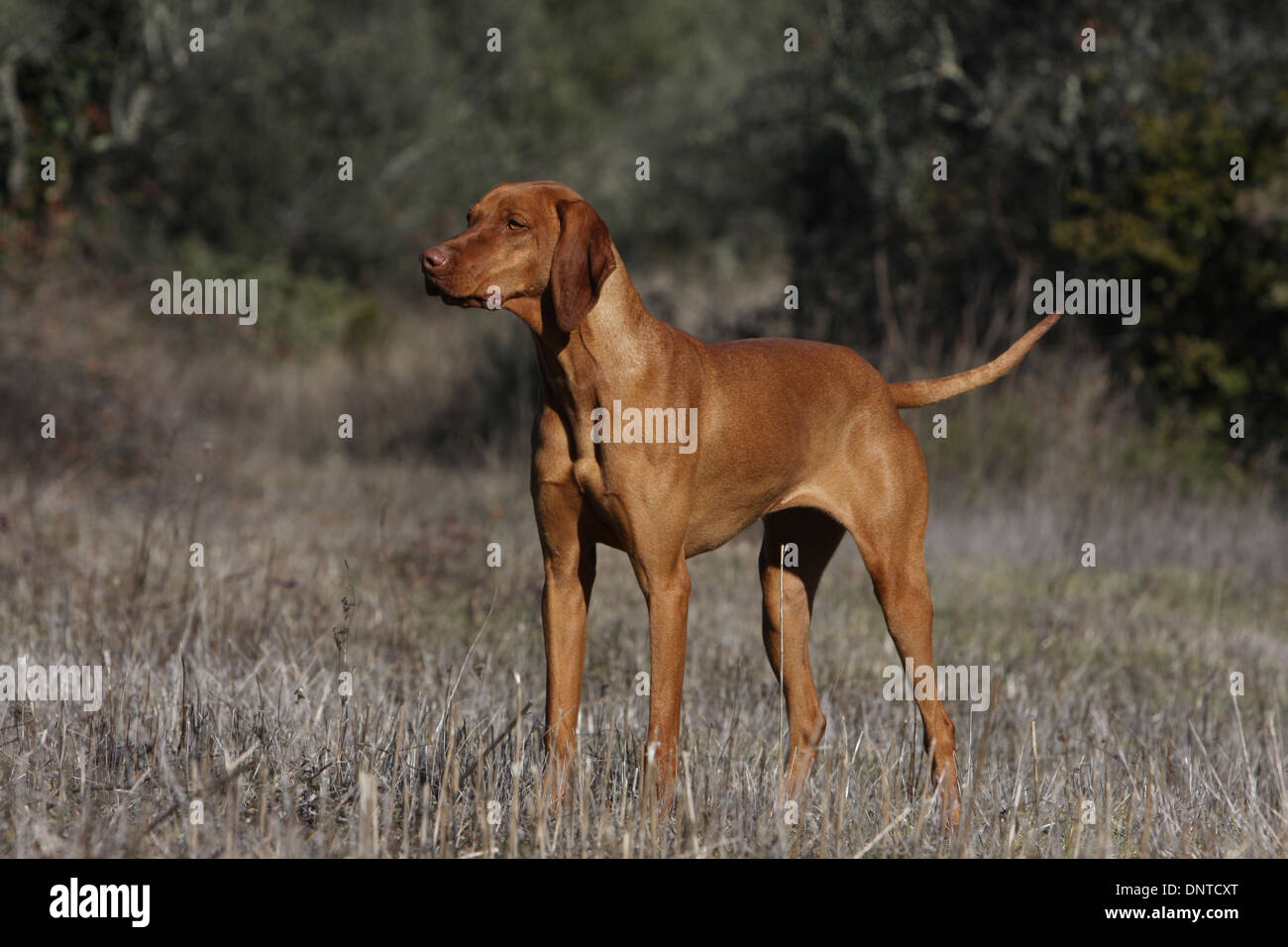 dog Magyar Vizsla / Hungarian Pointer shorthaired adult standing in a ...