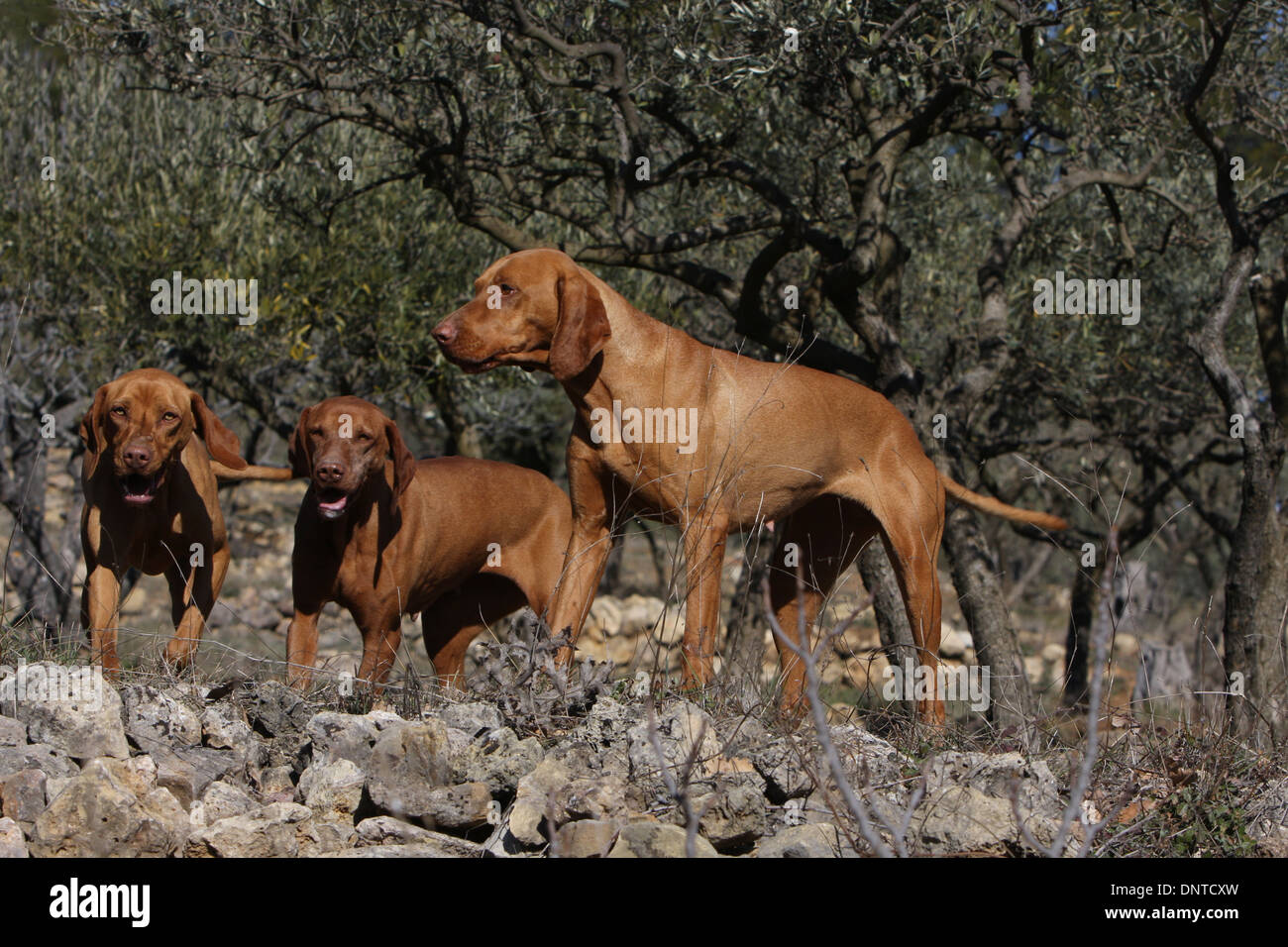 dog Magyar Vizsla / Hungarian Pointer shorthaired / three adults ...
