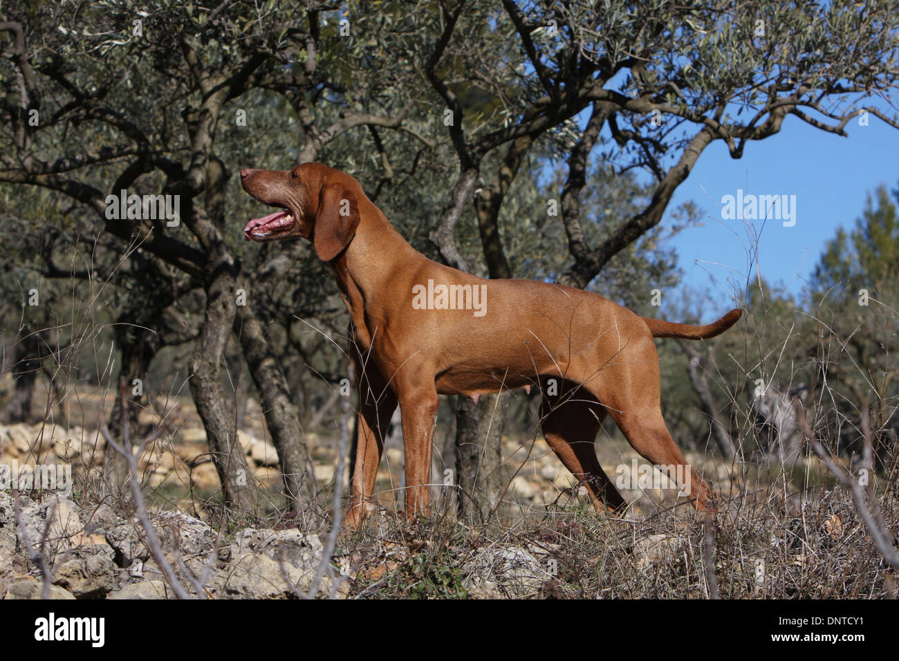 Short haired hungarian pointers hi-res stock photography and images - Alamy