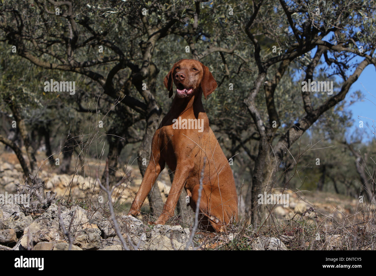 dog Magyar Vizsla / Hungarian Pointer shorthaired / adult sitting in a ...