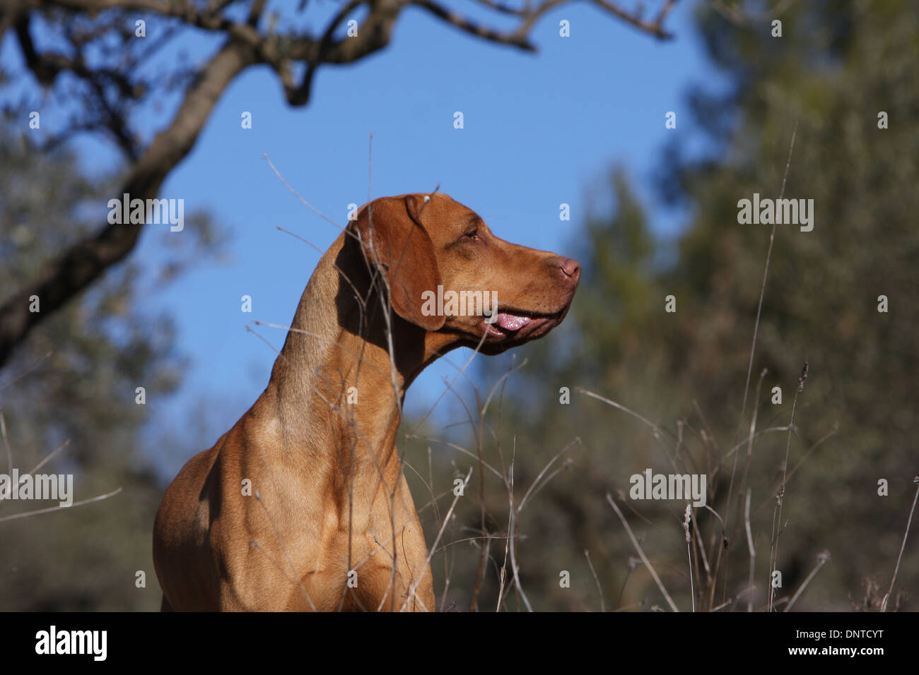 dog Magyar Vizsla / Hungarian Pointer shorthaired adult portrait Stock ...