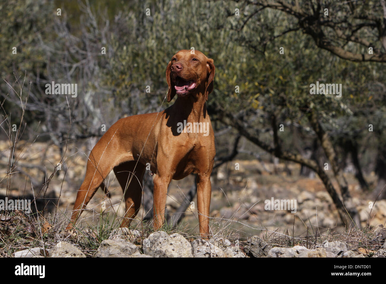 dog Magyar Vizsla / Hungarian Pointer shorthaired adult standing in a ...