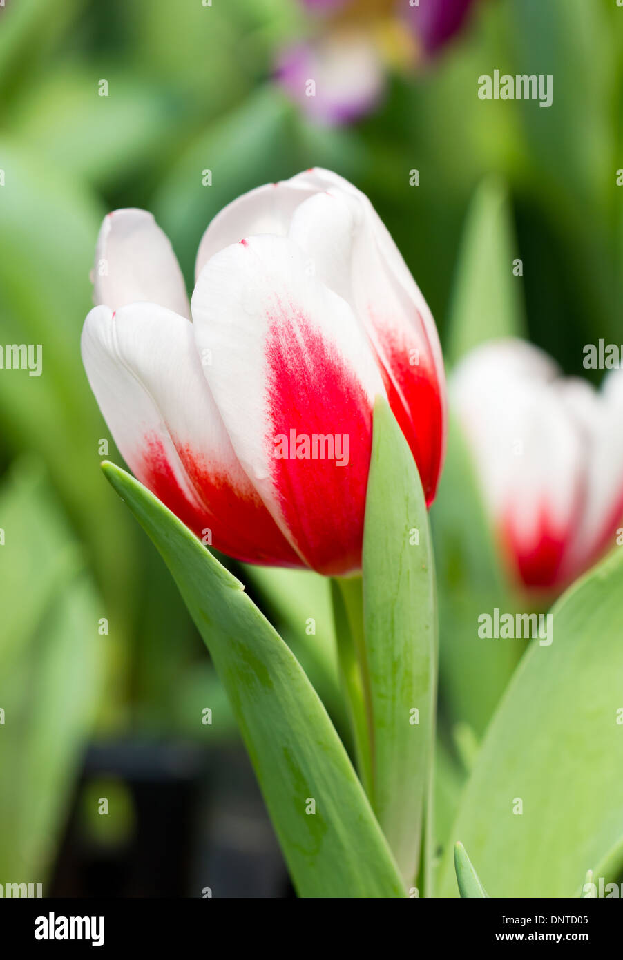 Bunch tulip flower floral hi-res stock photography and images - Alamy