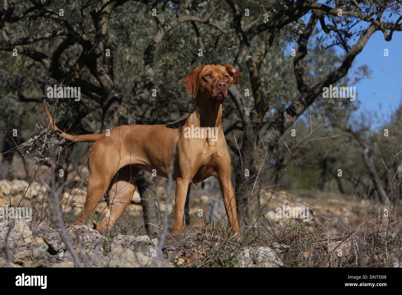 dog Magyar Vizsla / Hungarian Pointer shorthaired adult standing in a ...