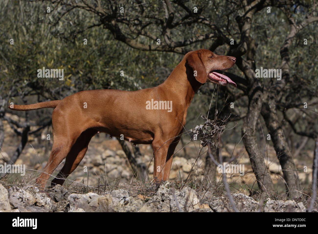 dog Magyar Vizsla / Hungarian Pointer shorthaired adult standing in a ...