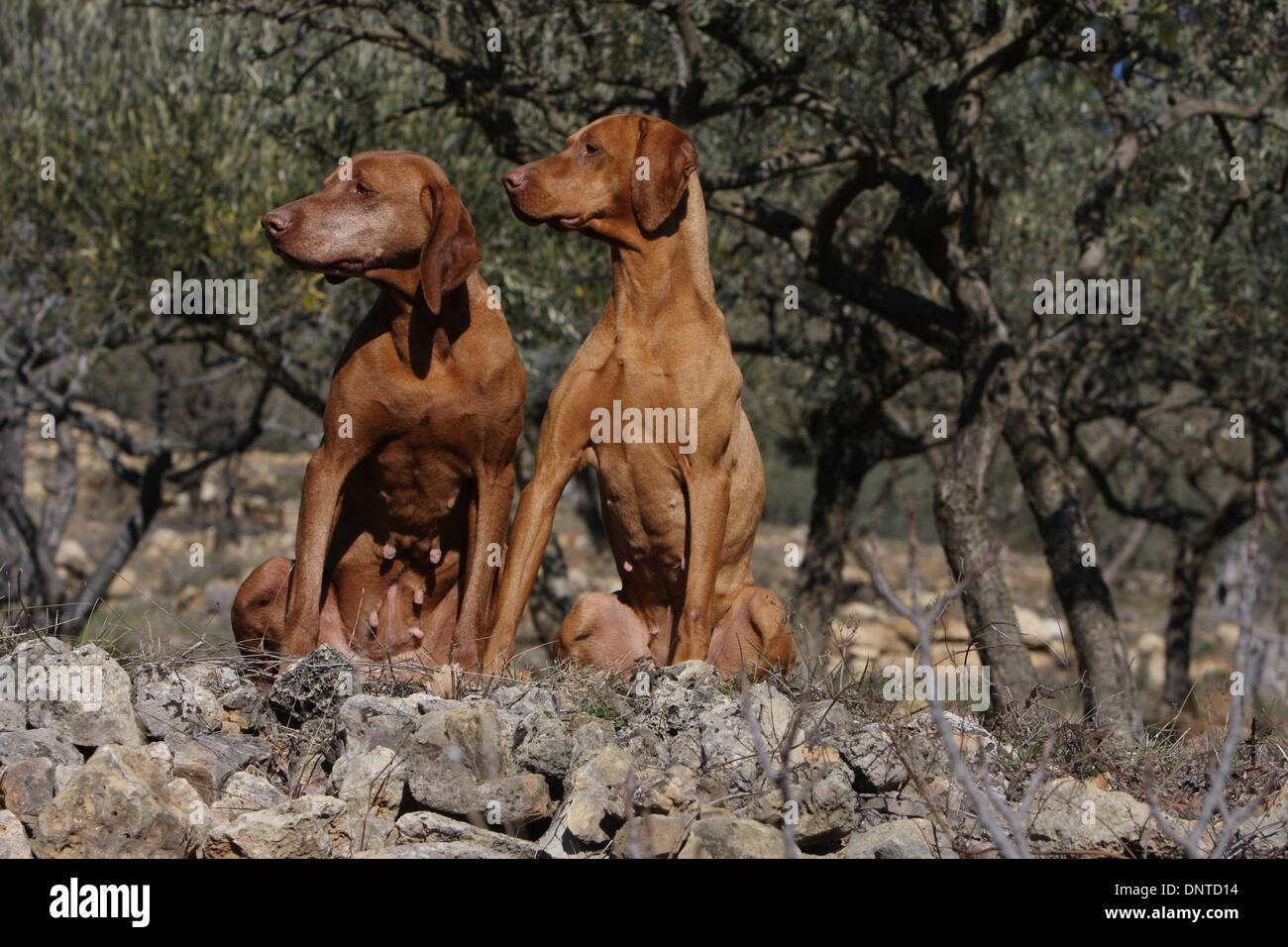 dog Magyar Vizsla / Hungarian Pointer shorthaired two adults sitting in ...