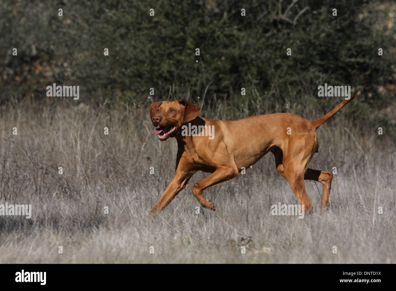 dog Magyar Vizsla / Hungarian Pointer shorthaired adult running in a ...
