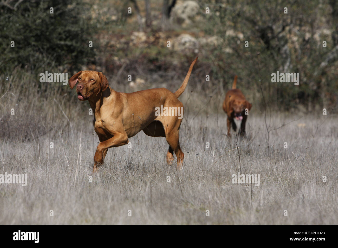 dog Magyar Vizsla / Hungarian Pointer shorthaired / two adults running ...