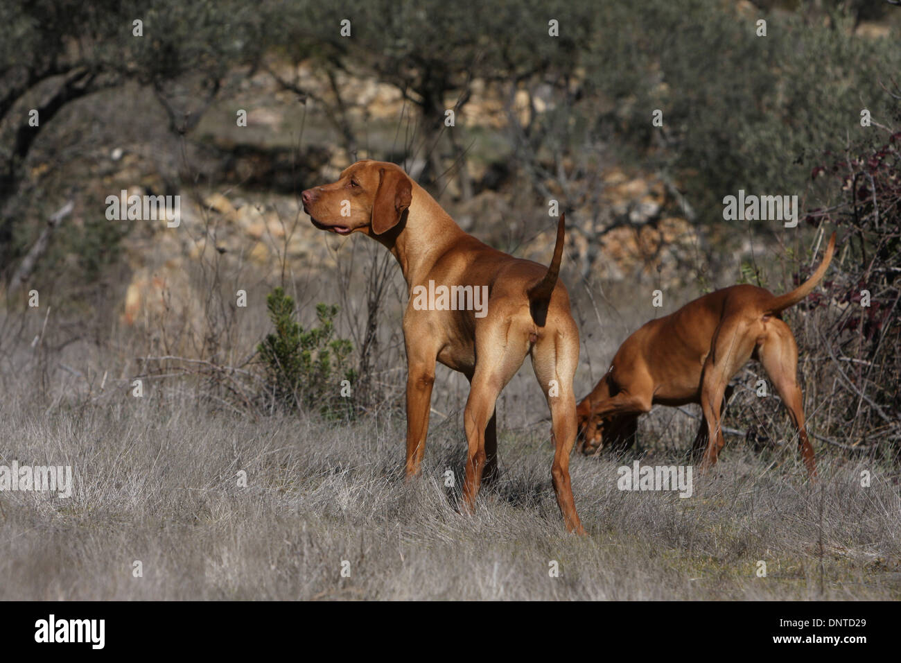 dog Magyar Vizsla / Hungarian Pointer shorthaired / two adults standing ...
