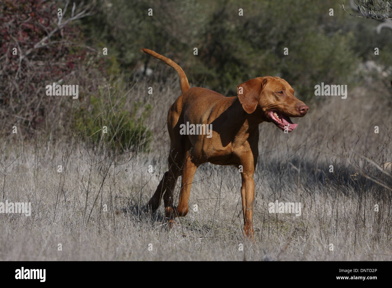 dog Magyar Vizsla / Hungarian Pointer shorthaired / adult walking in a ...
