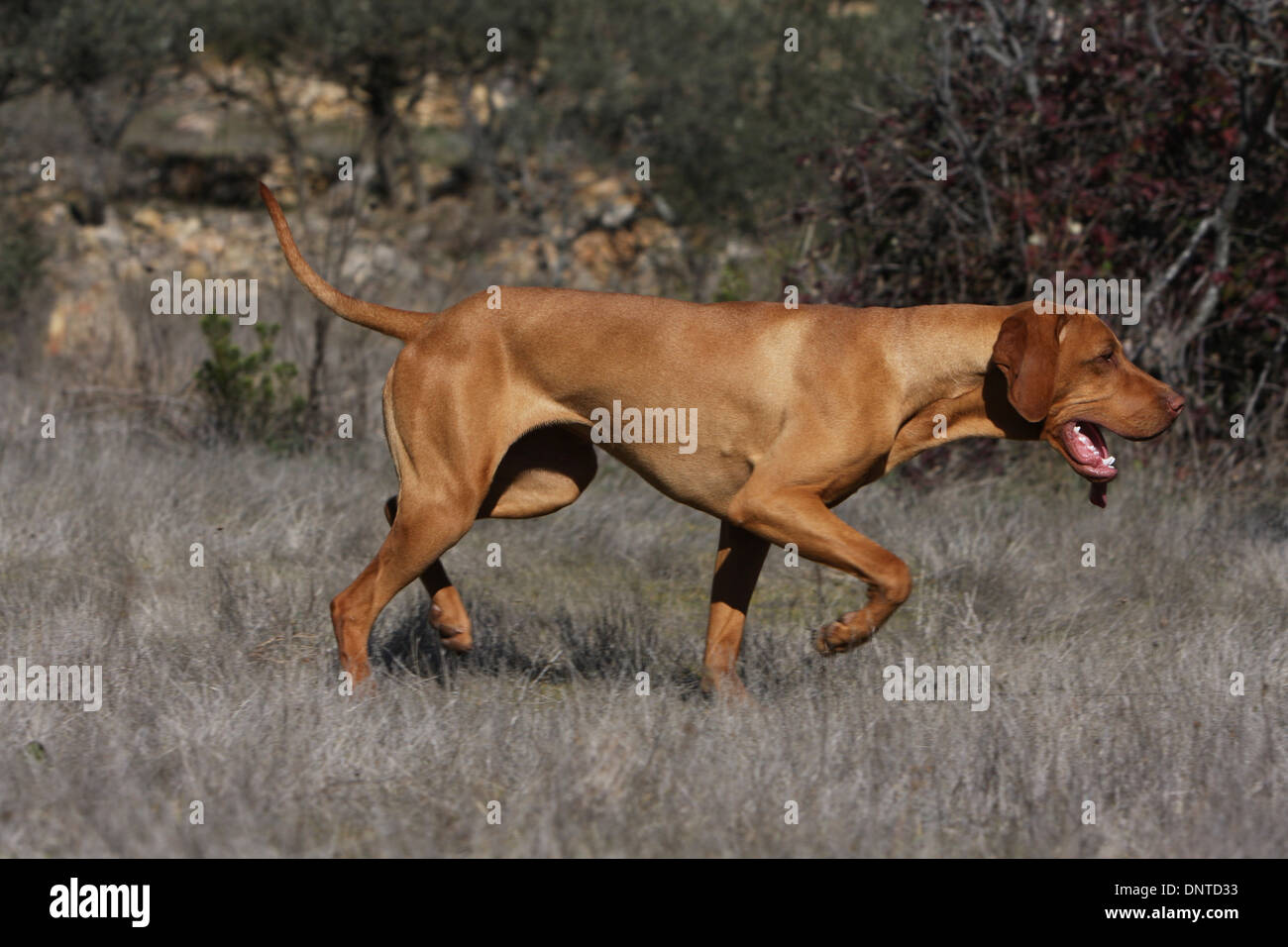 dog Magyar Vizsla / Hungarian Pointer shorthaired / adult pointing in a ...