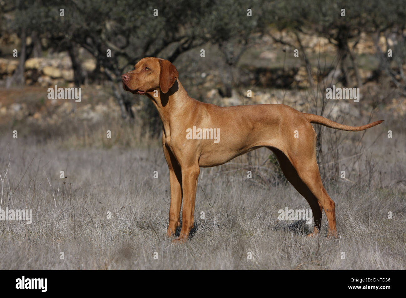 dog Magyar Vizsla / Hungarian Pointer shorthaired adult standing in a ...