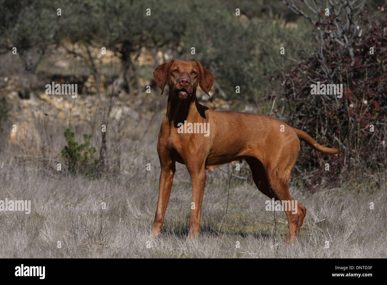 Hungarian Shorthaired Pointers High Resolution Stock Photography and ...