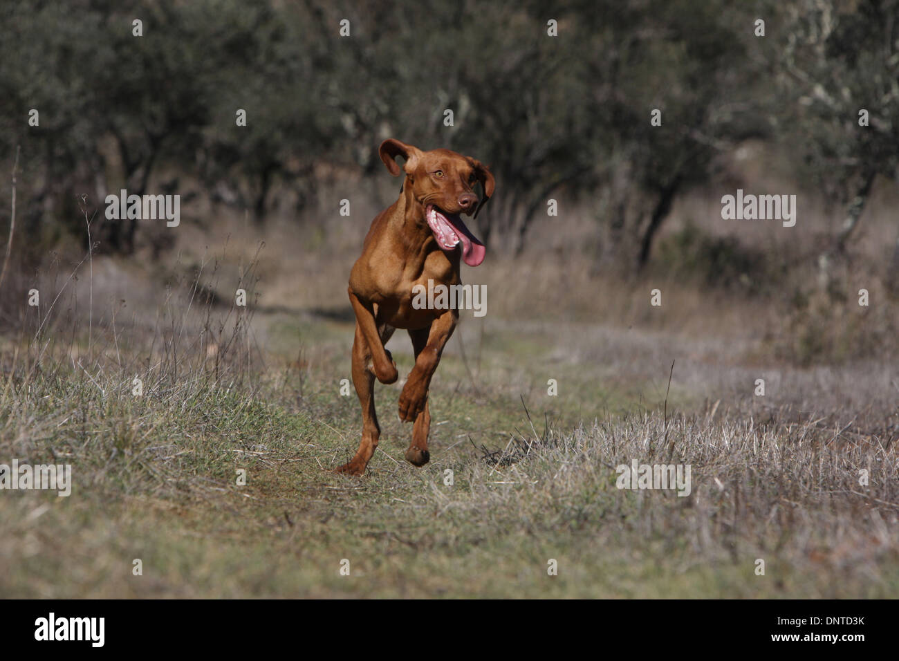 Hungarian Shorthaired Pointers High Resolution Stock Photography and ...