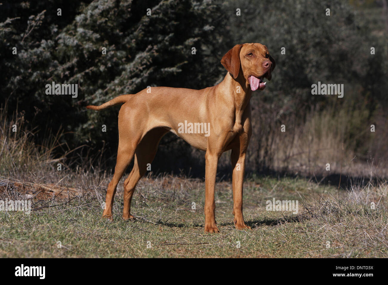 Hungarian Shorthaired Pointers High Resolution Stock Photography and ...