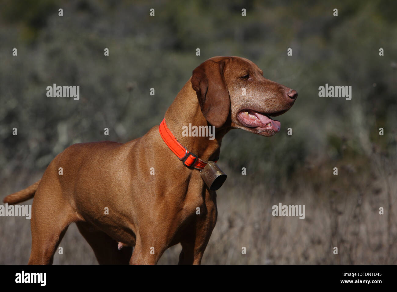 Hungarian visla hi-res stock photography and images - Alamy